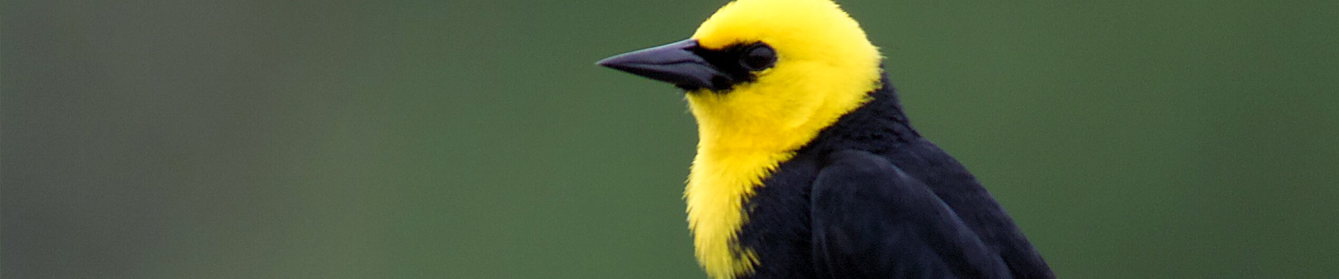 Birding in Trinidad & Tobago – Opulent Routes