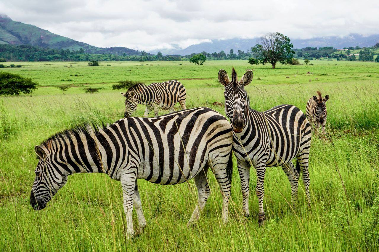 North East Eswatini (Swaziland) – Opulent Routes