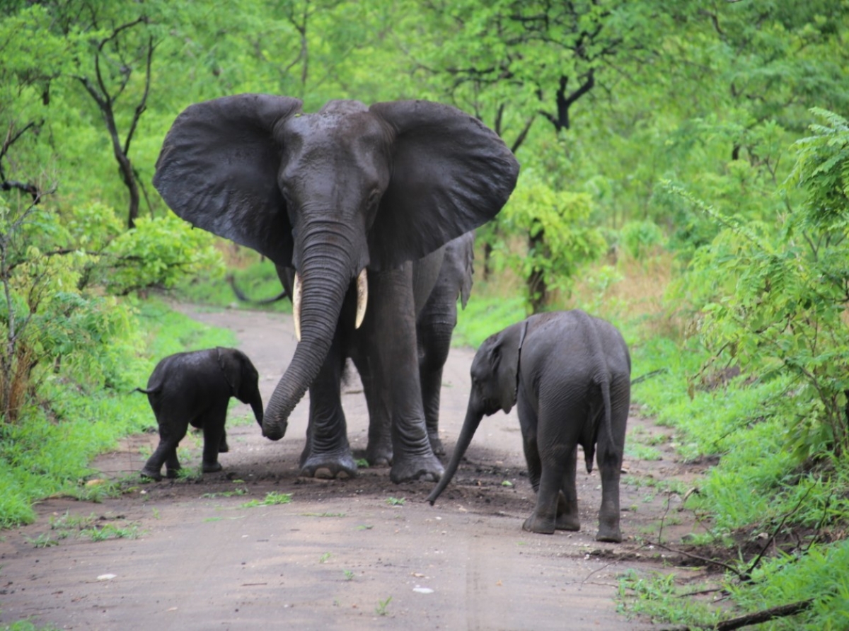 Wildlife Safari in Malawi – Opulent Routes