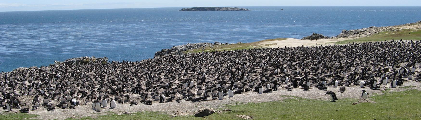 East Falkland – Opulent Routes