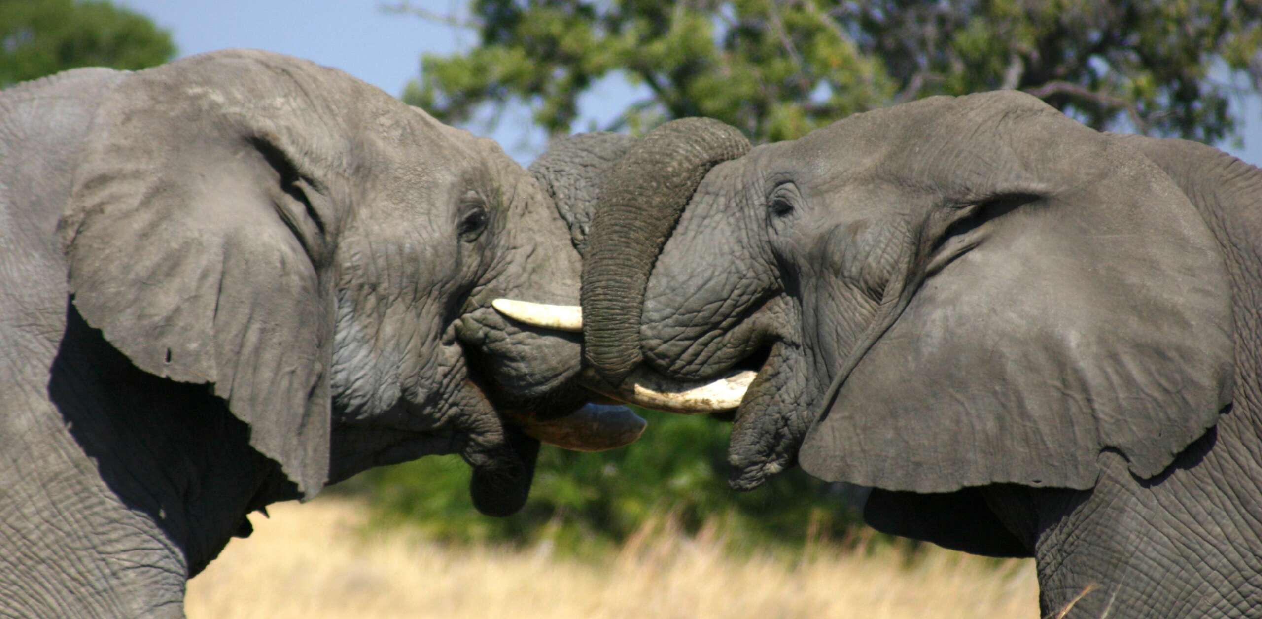 Botswana – Opulent Routes