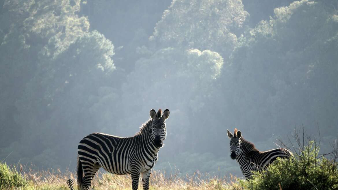 Malawian Safari Tour – Opulent Routes